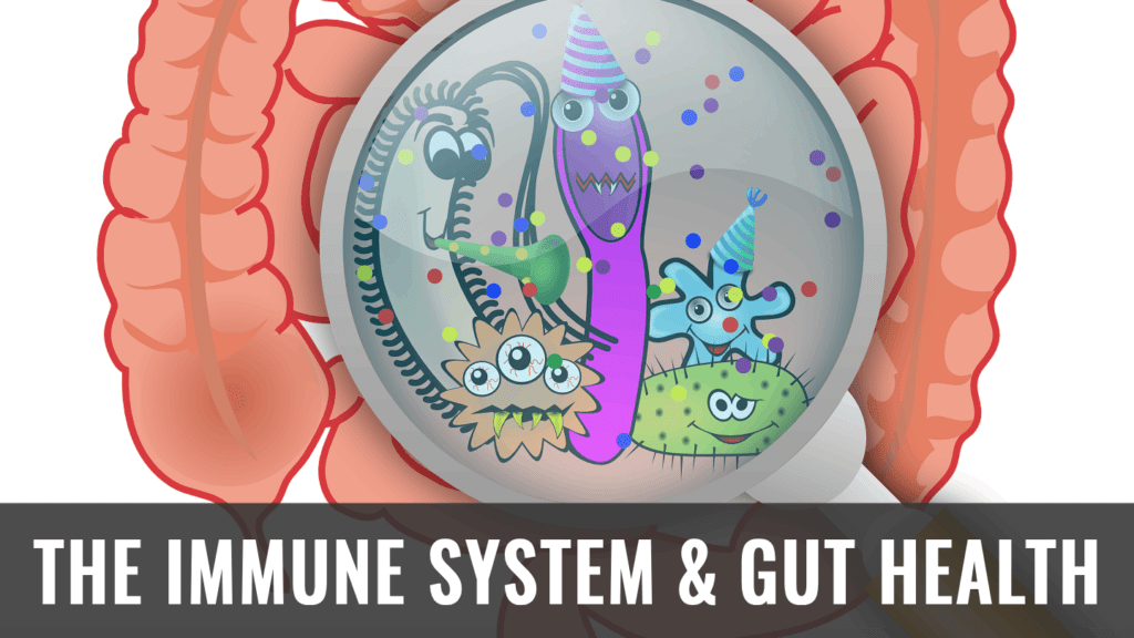 Your Immune System and Your Gut Health