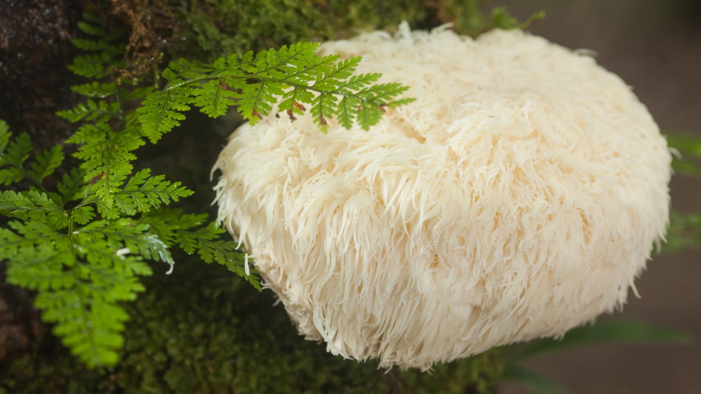 4 Health Benefits of Lion’s Mane Mushroom